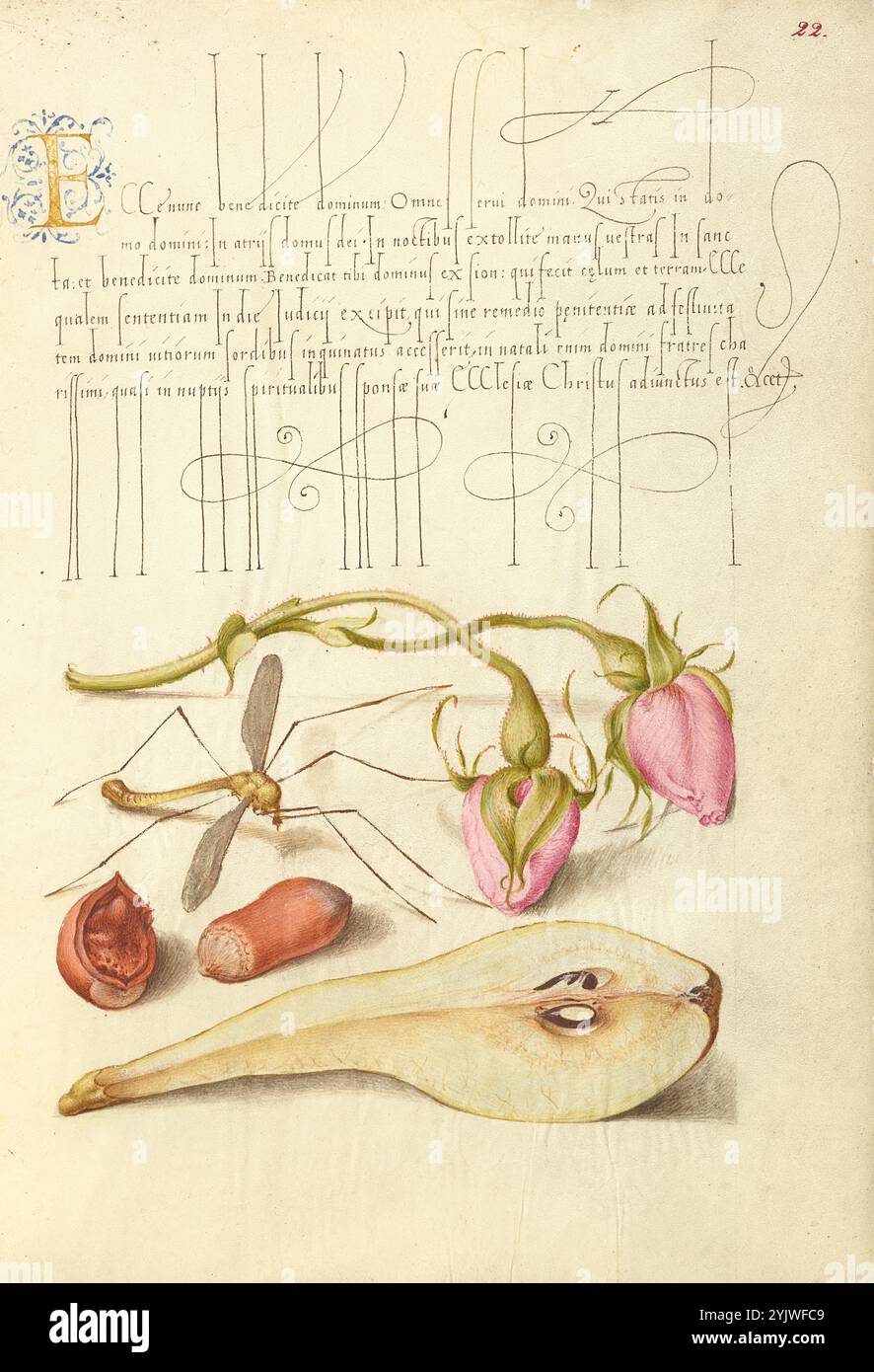 French Rose, Crane Fly, European Filbert, and Common Pear; Mira ...