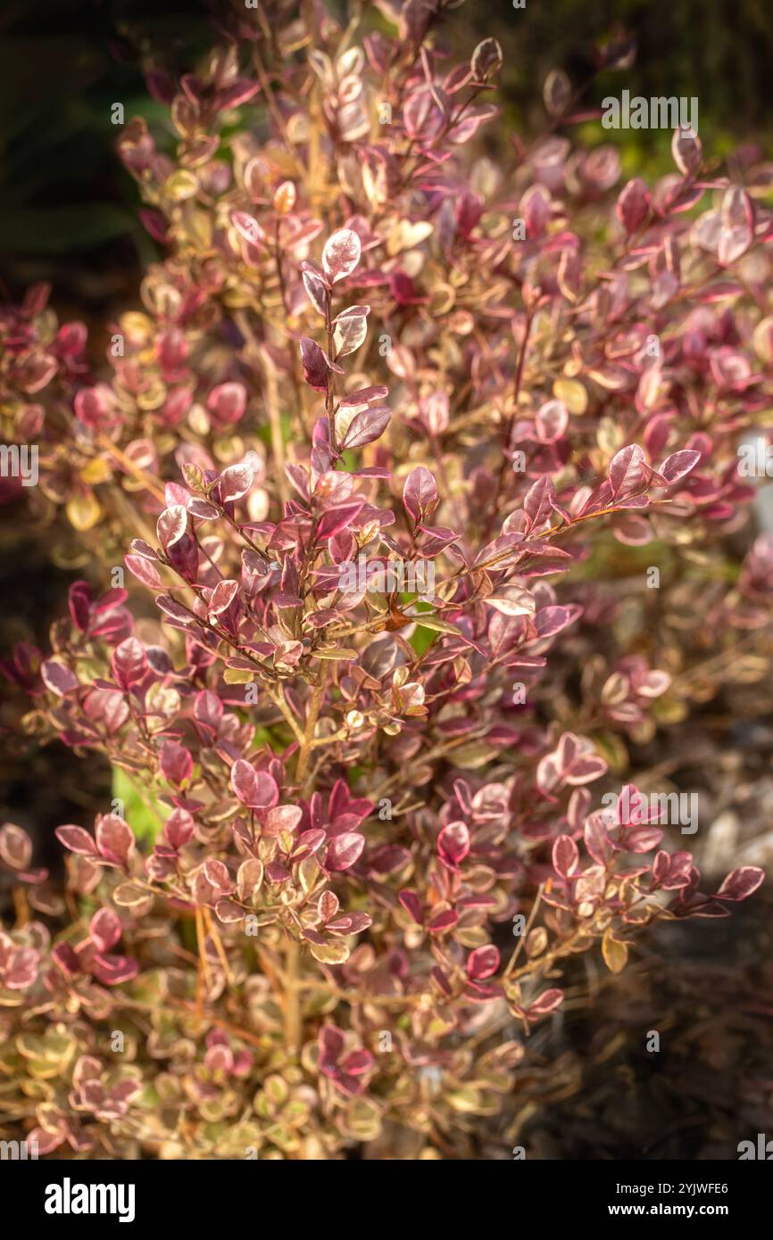 Interesting close up natural patterns of Lophomyrtus x Ralphii 'Magic ...