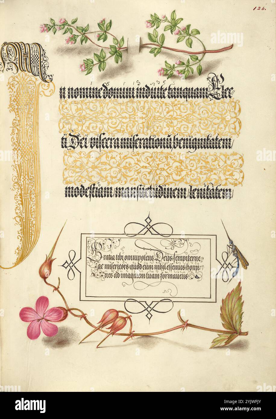 Basil Thyme, Insect, and Herb Robert; Mira calligraphiae monumenta ...
