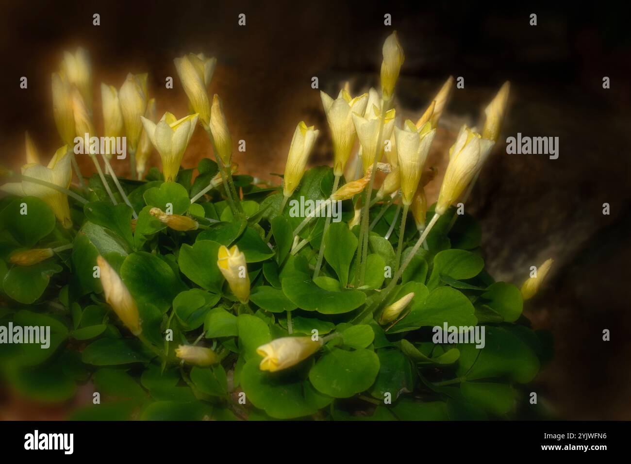 Moody close up plant portrait of the charming Oxalis purpurea yellow ...