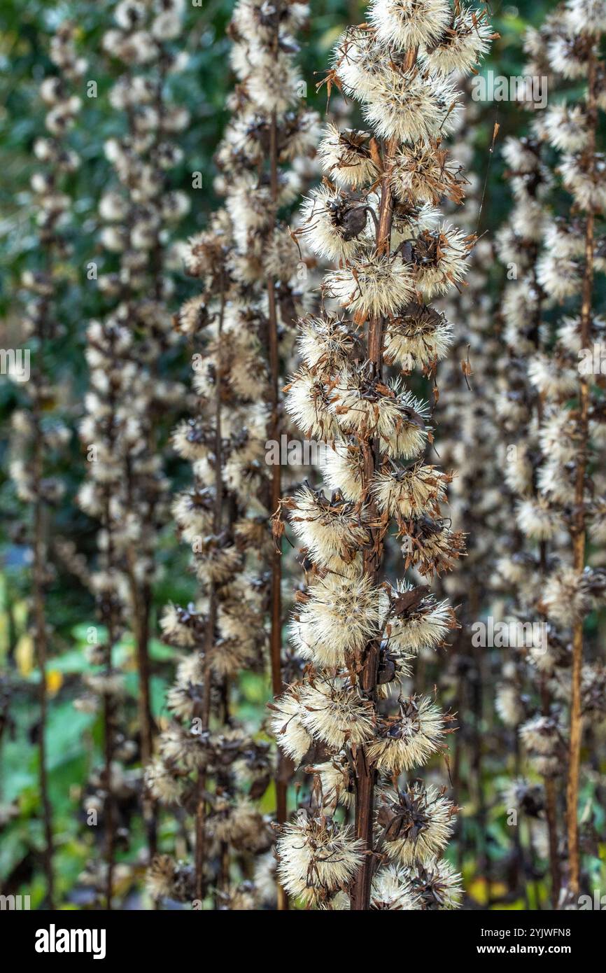Stunning natural patterns close up of Ligularia stenocephala, narrow ...
