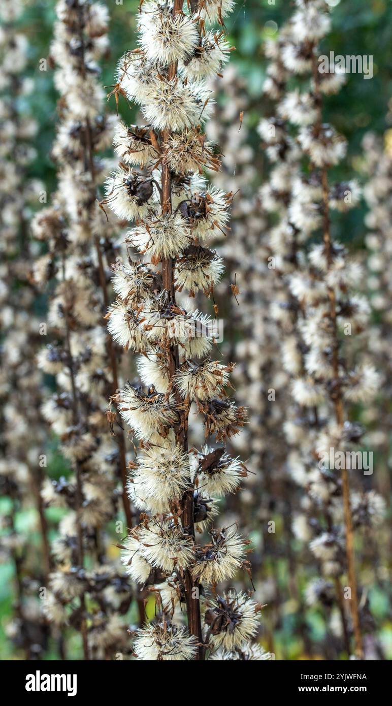Narrow headed leopard plant hi-res stock photography and images - Alamy