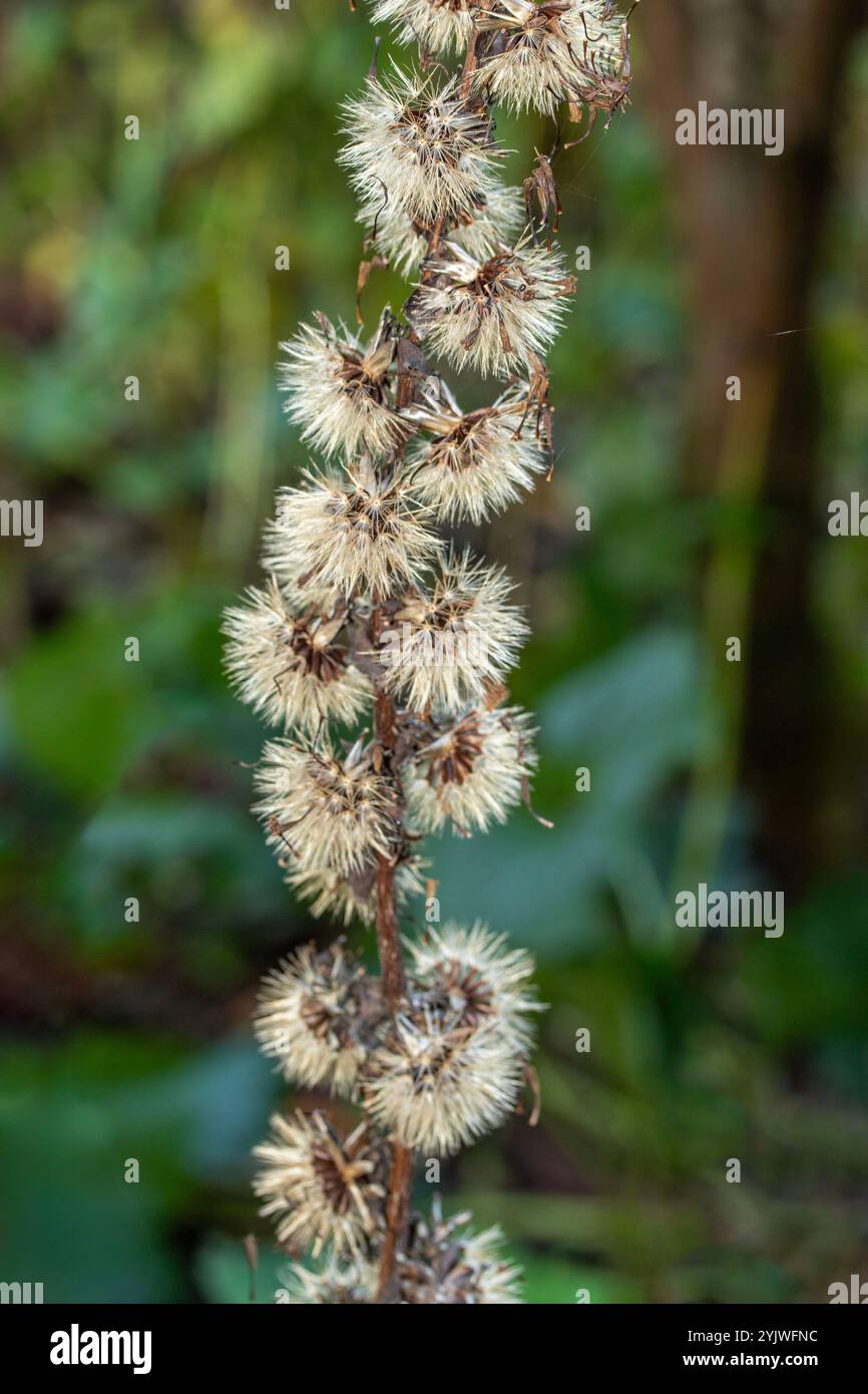 Forming seedheads hi-res stock photography and images - Alamy
