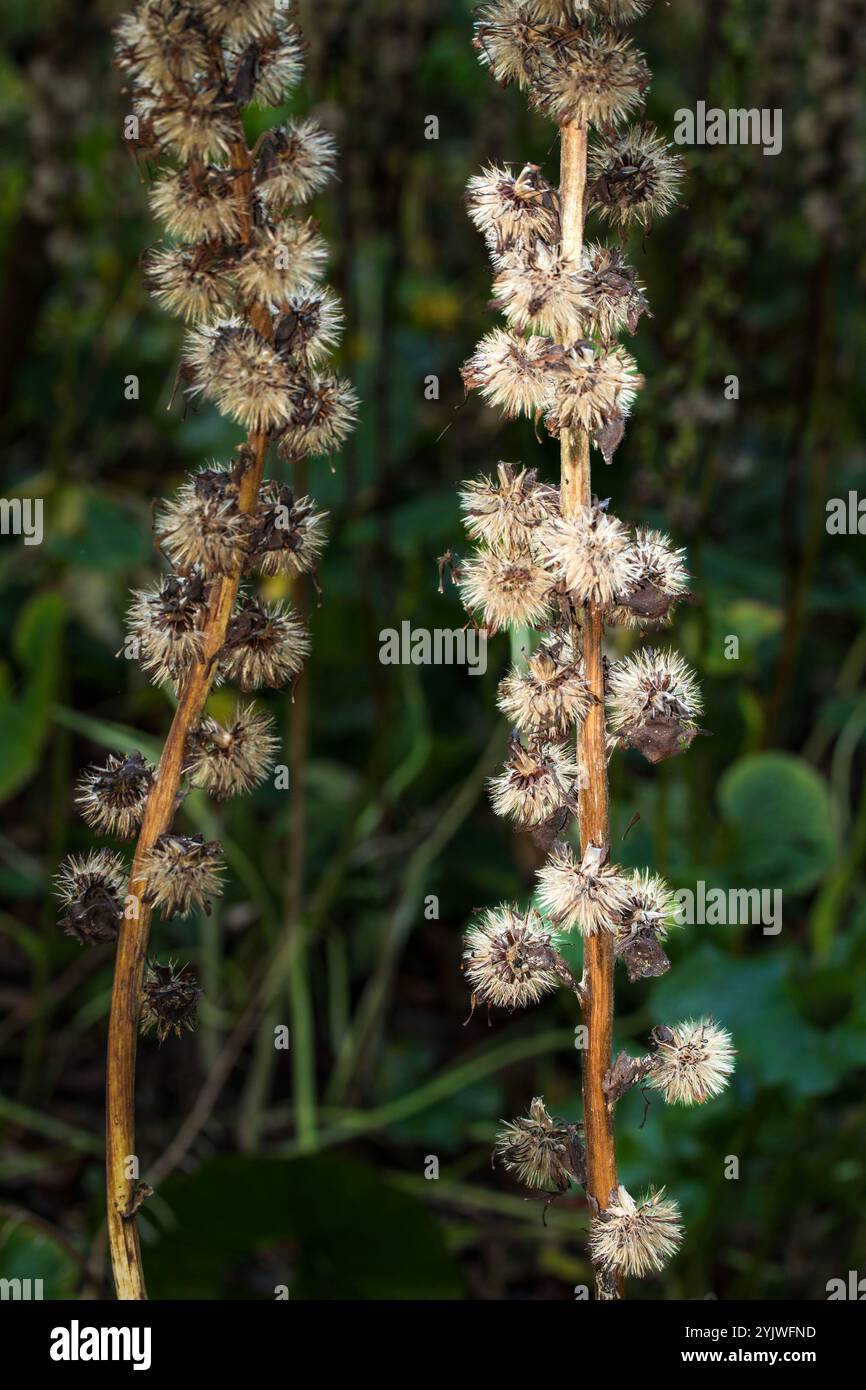 Stunning natural patterns close up of Ligularia stenocephala, narrow ...
