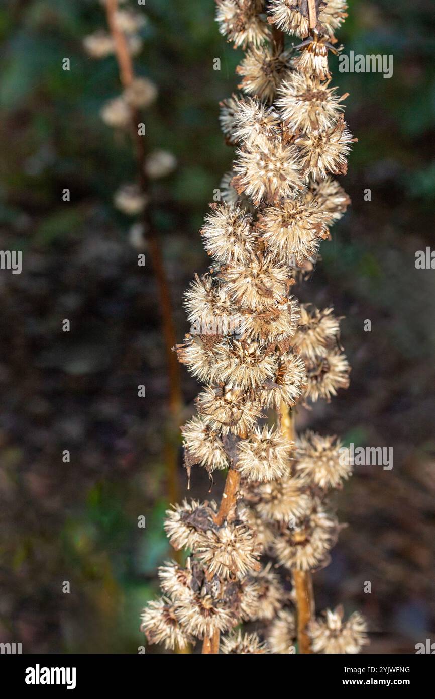 Stunning natural patterns close up of Ligularia stenocephala, narrow ...