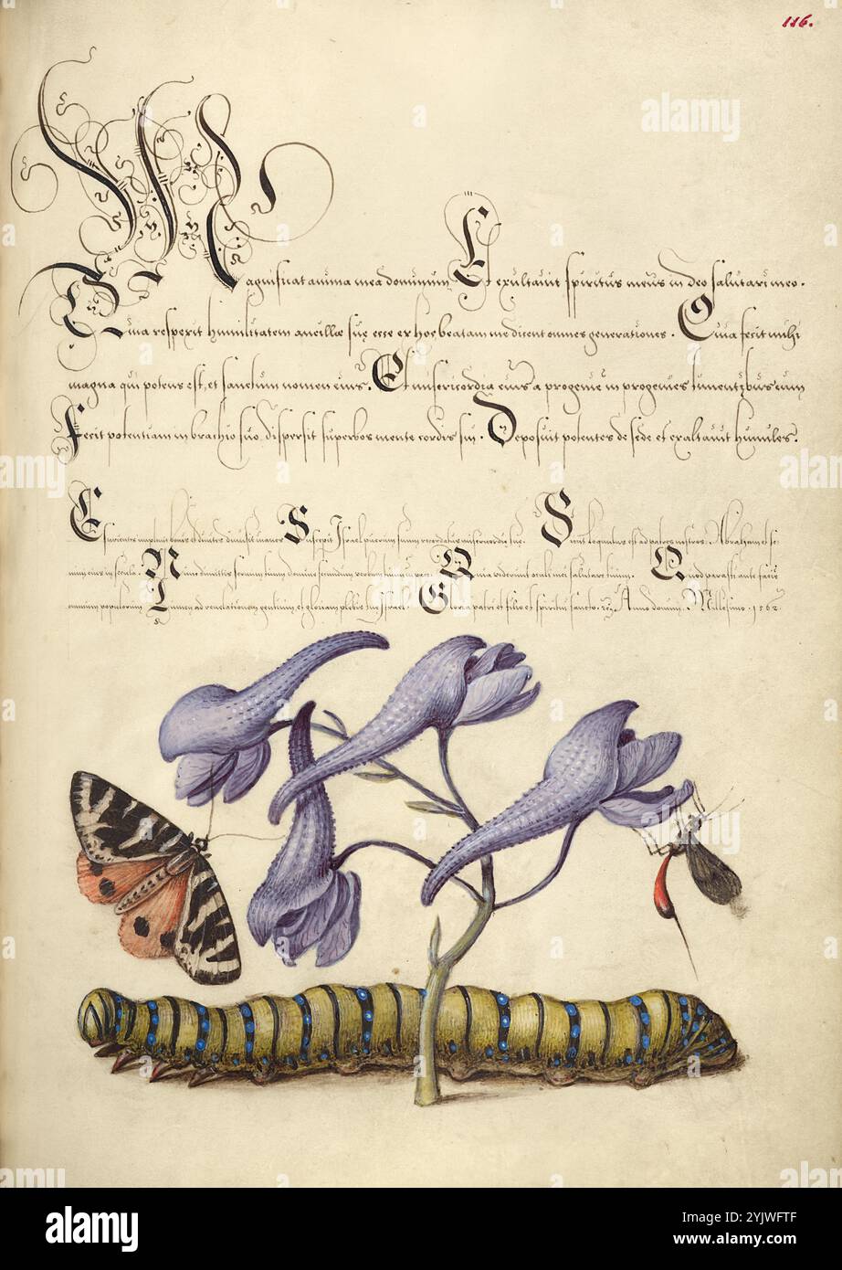 Scarlet Tiger-Moth, Larkspur, Insect, and Caterpillar; Mira ...