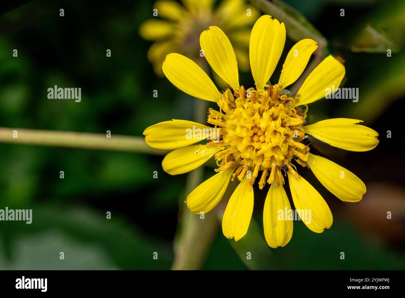 Beautiful but potentially dangerous Senecio Madagascariensis ...