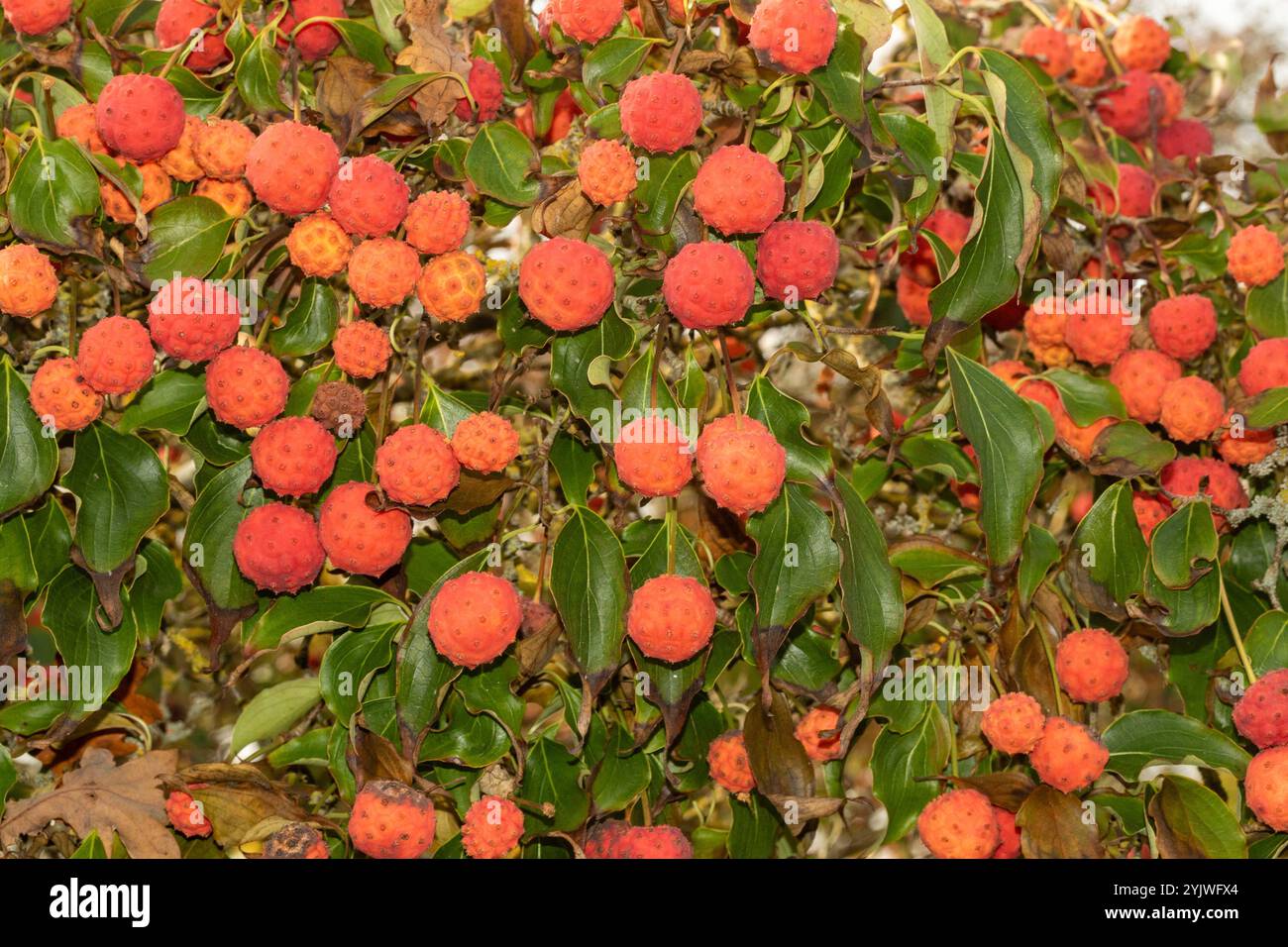 Susceptible to horse chestnut scale hi-res stock photography and images ...
