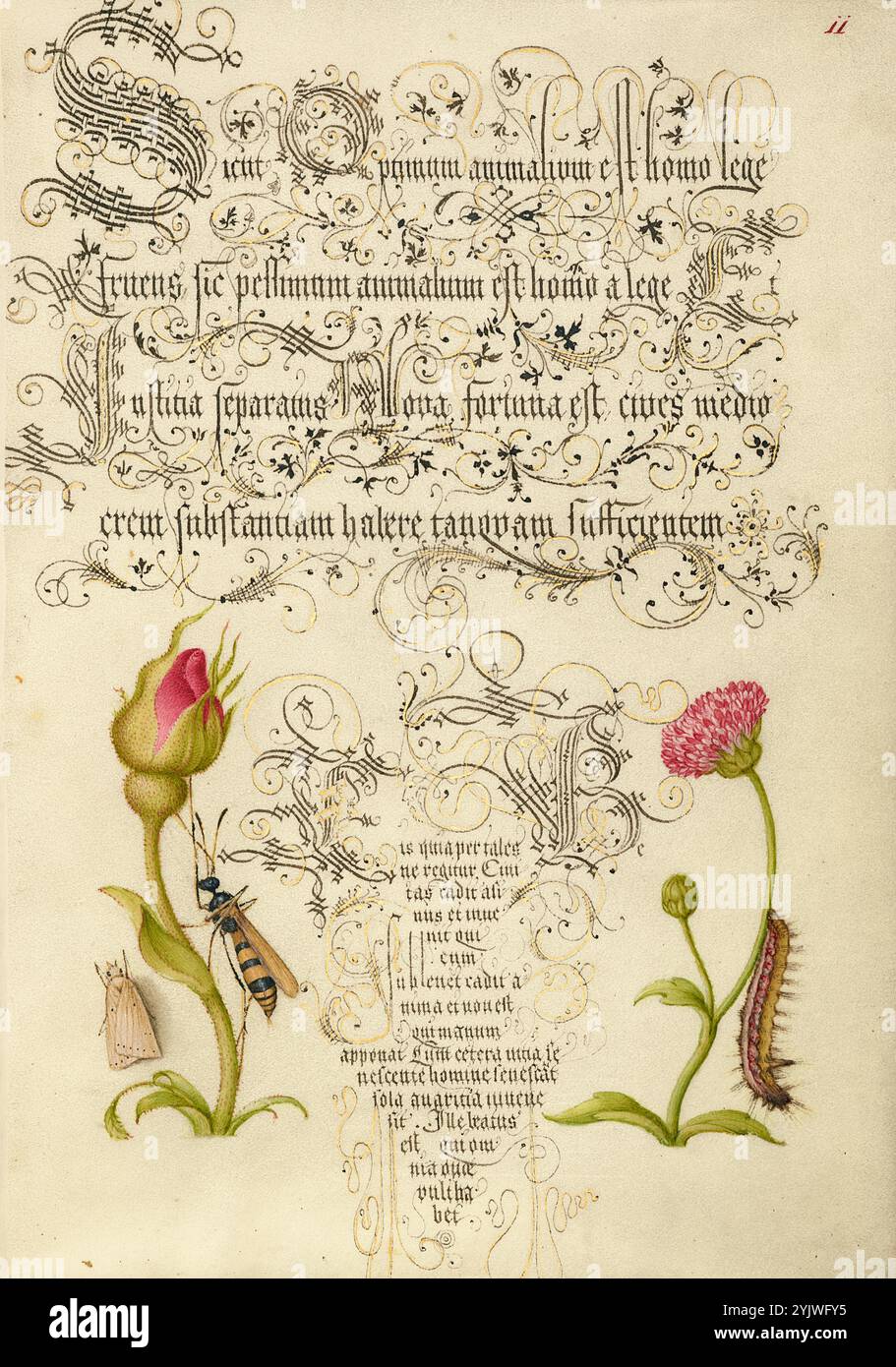 Wainscot, French Rose, Wasplike Insect, English Daisy, and Caterpillar ...