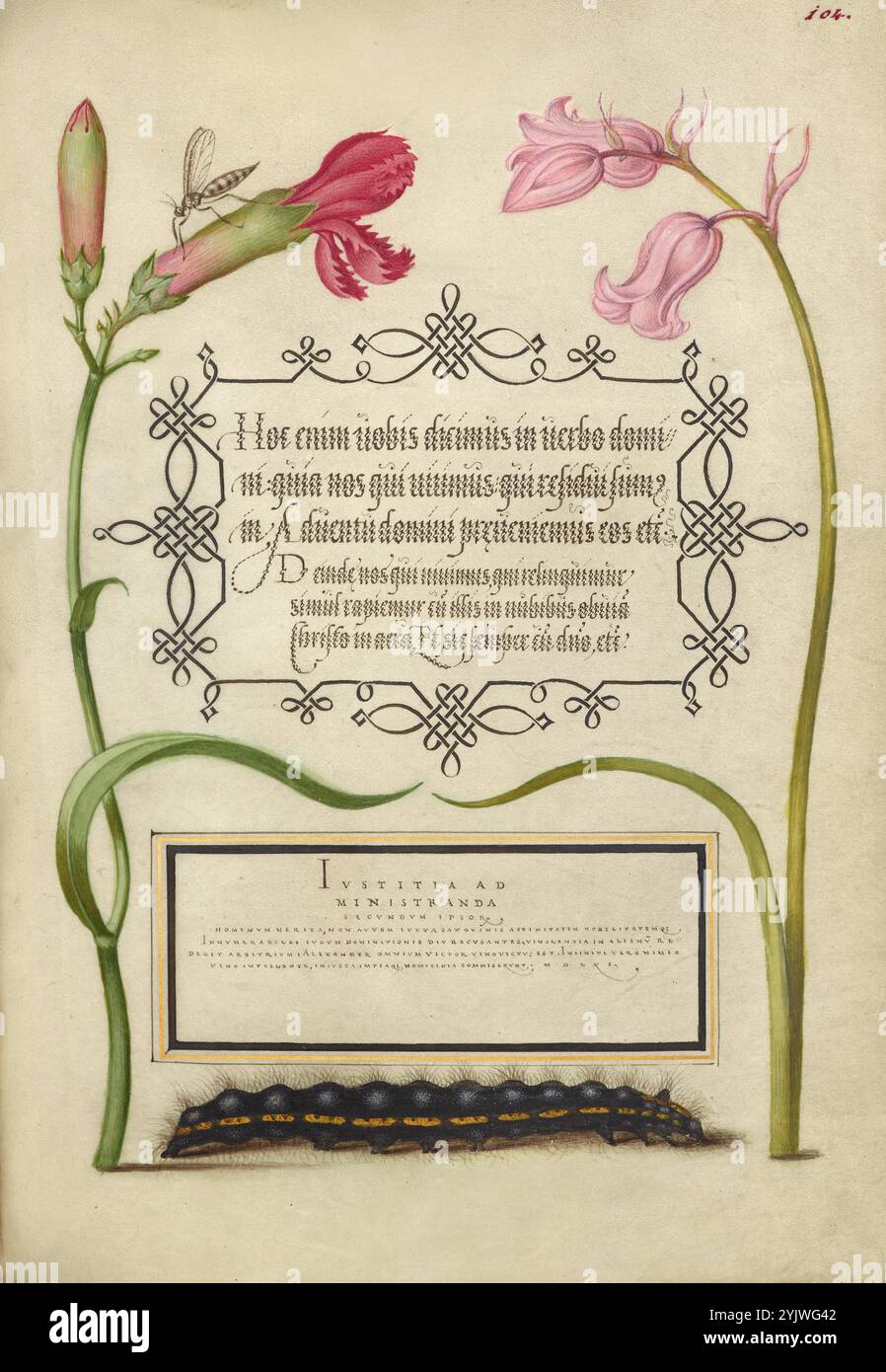 Imaginary Insect, Carnation, Bluebell, and Saturnid Caterpillar; Mira ...