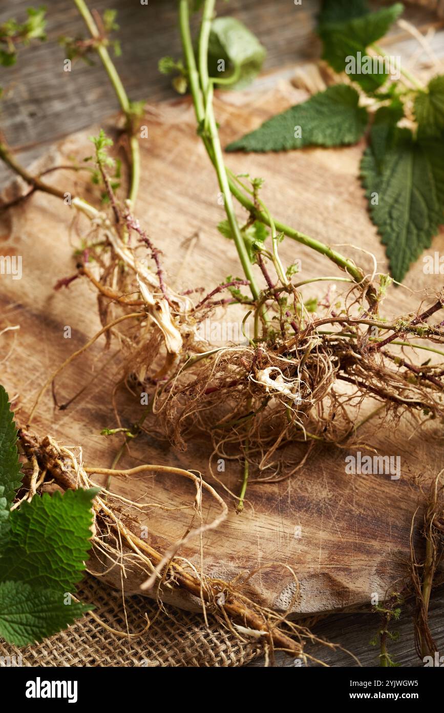 Fresh stinging nettle root and rhizome on a table. Wild medicinal plant ...
