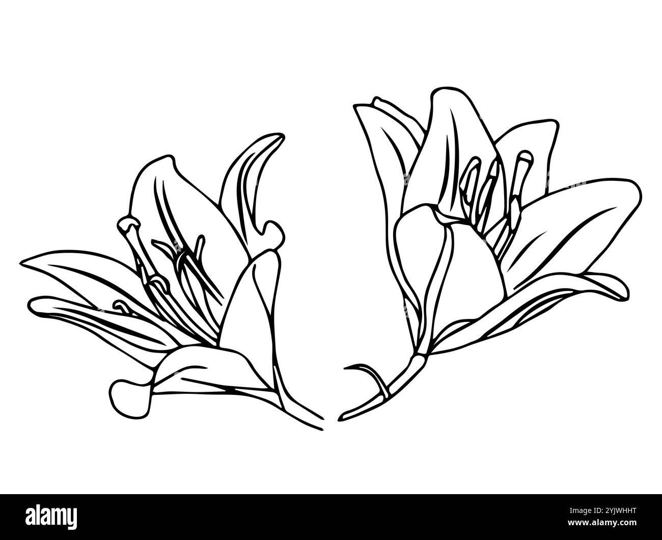 Lily flower in doodle style. Vector illustration isolated on white ...