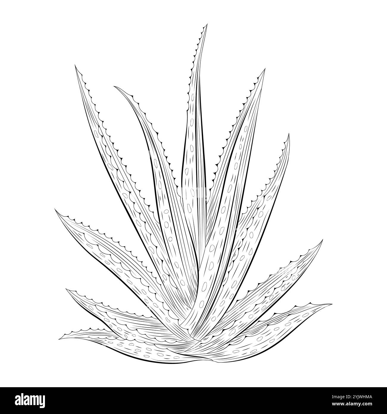 Hand-drawn aloe vera plant outline vector illustration, botanical ...