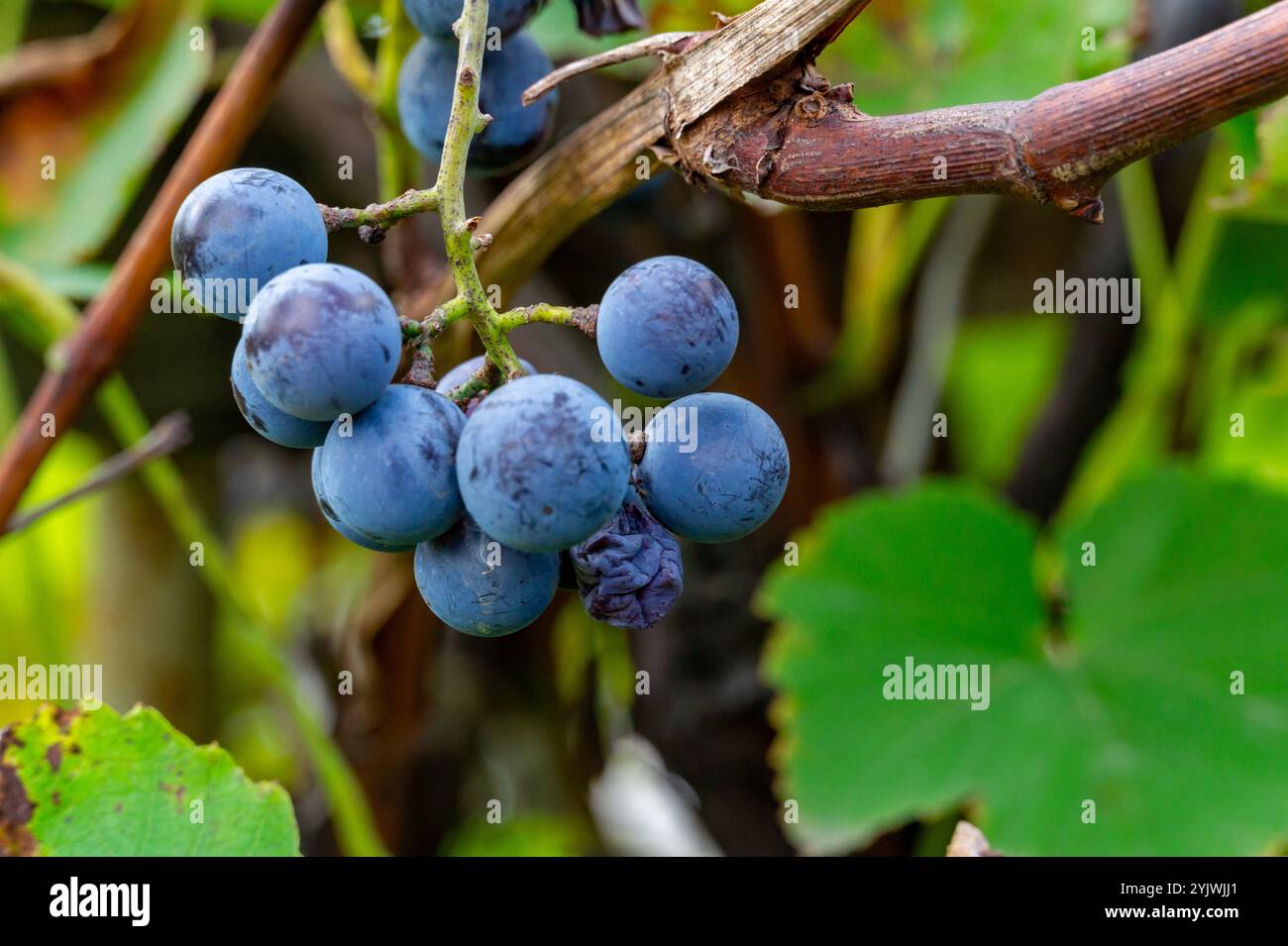 Pruning small fruit bush hi-res stock photography and images - Alamy