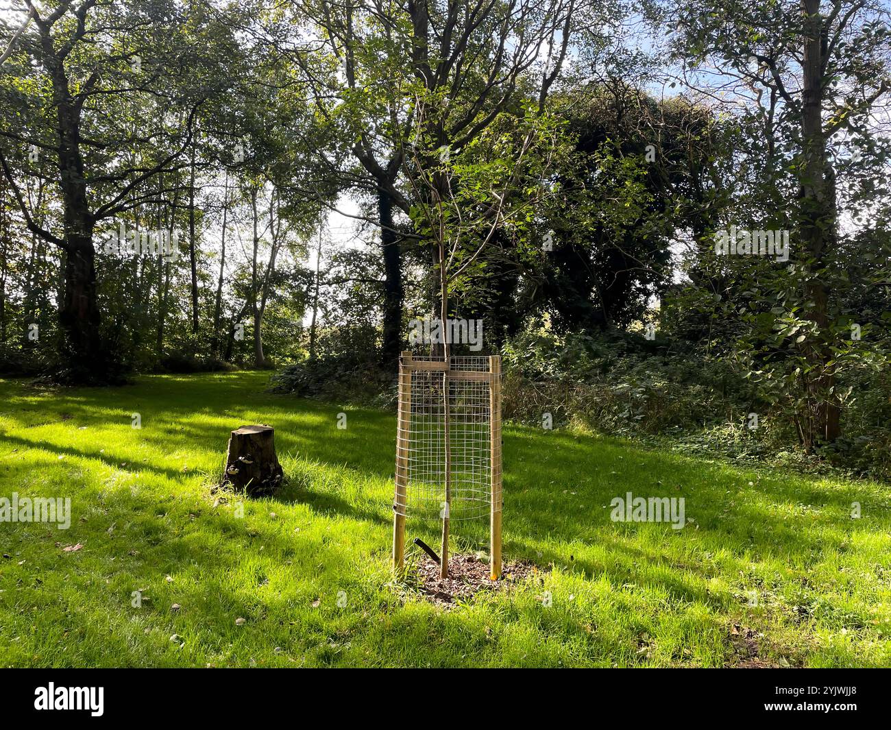 A young tree secured with protective fencing stands in a sunlit forest ...