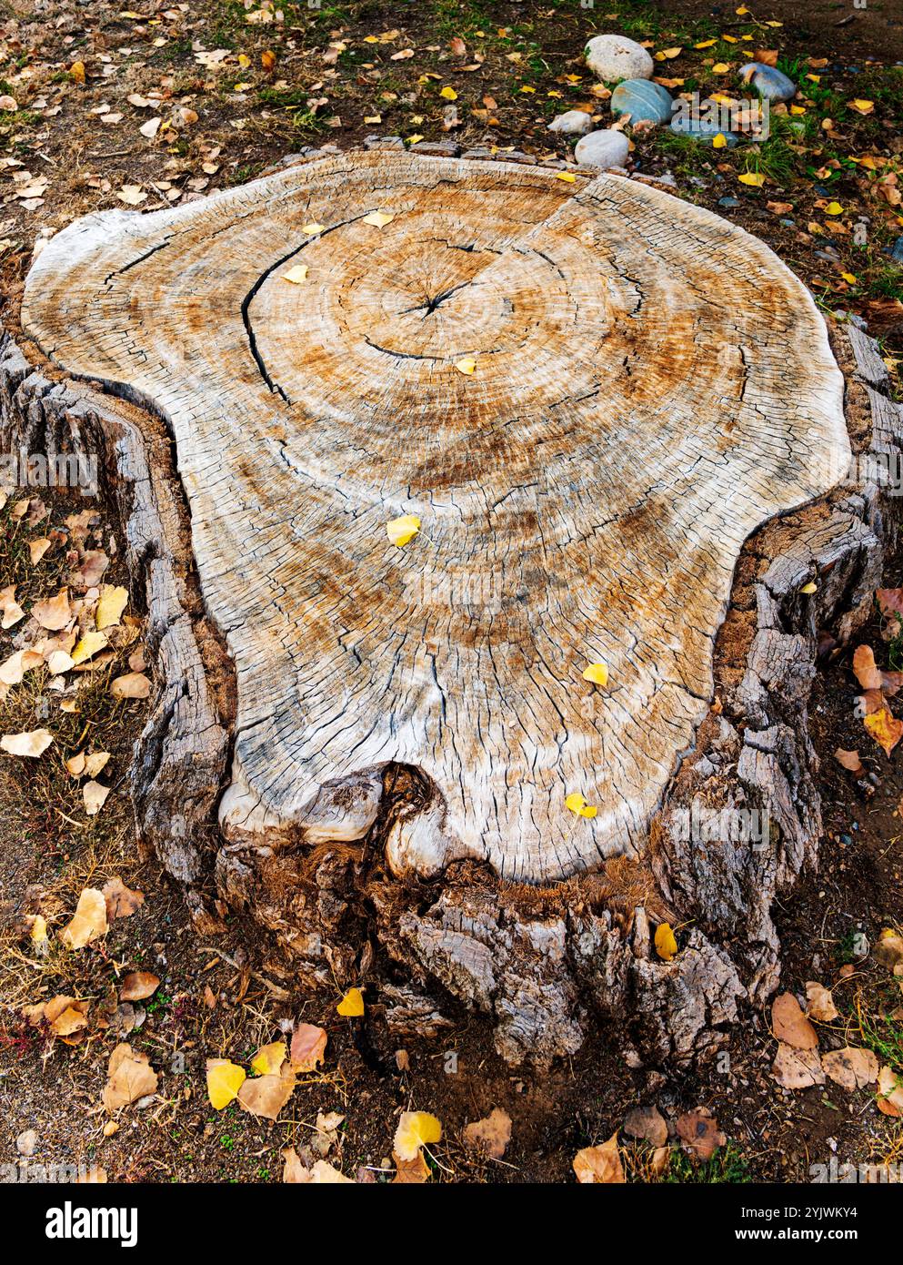Old Cottonwood tree stump; Aztek Ruins National Monument; Aztec; New ...
