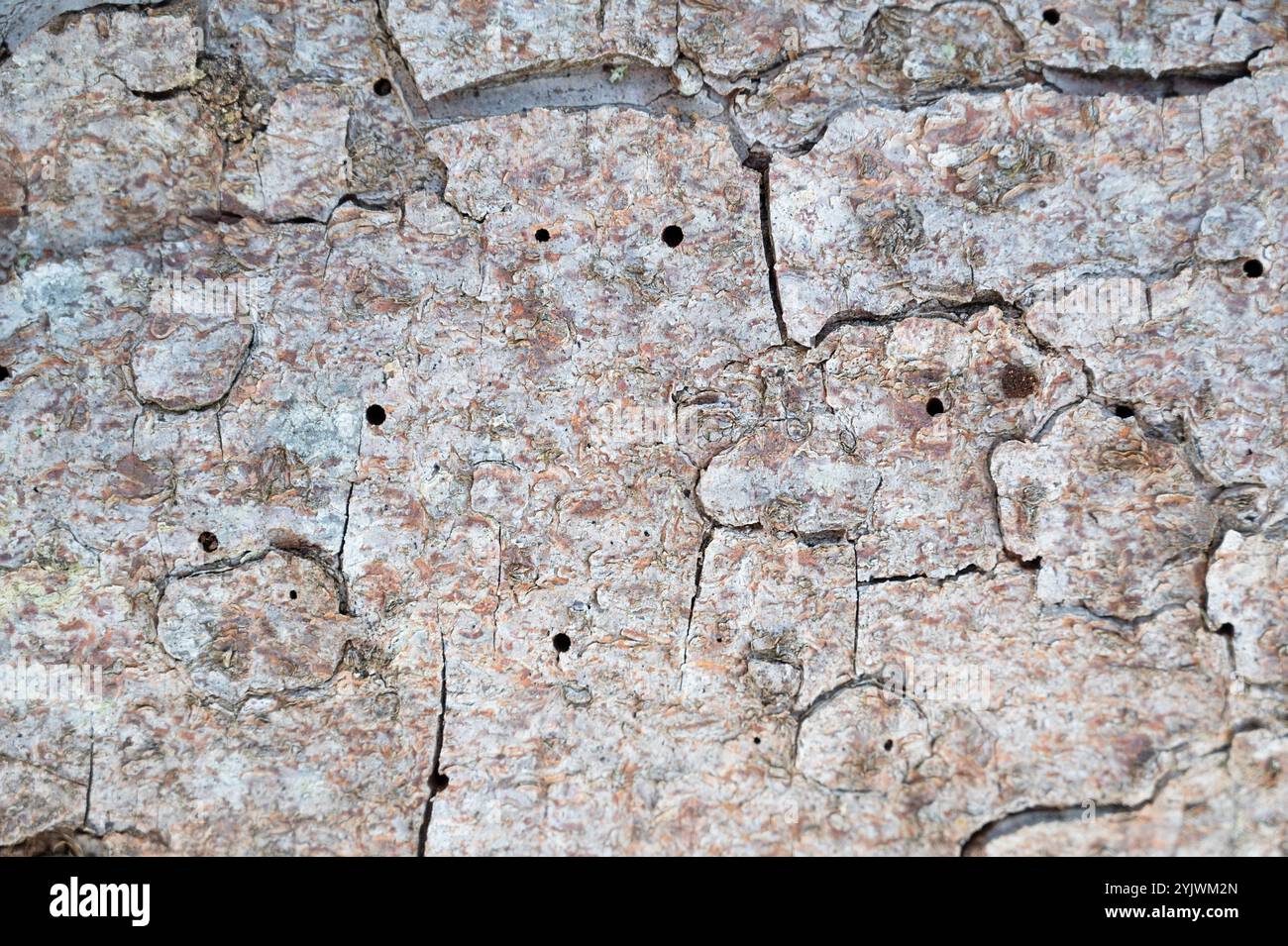 Tree bark infested with bark beetle, galleries and single winding ...