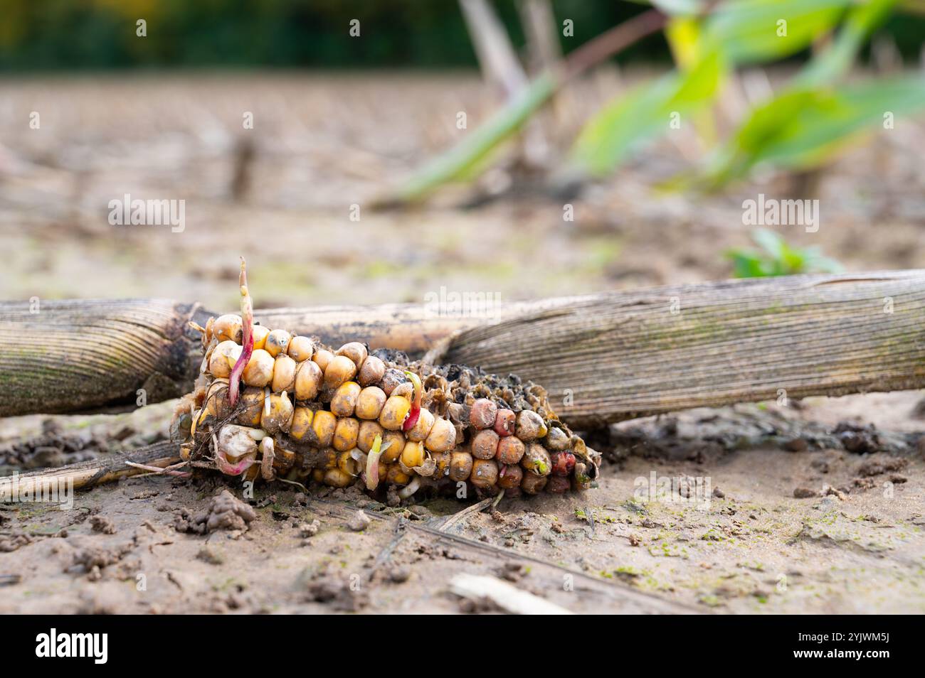 Rotten corn cob in a harvested field, sprouts growing from seeds ...