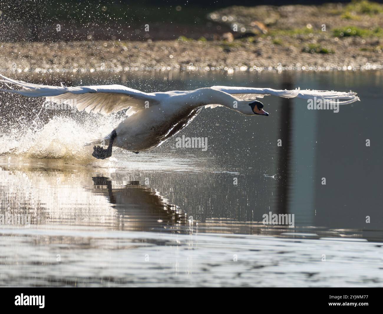Berwick swan uk hi-res stock photography and images - Alamy