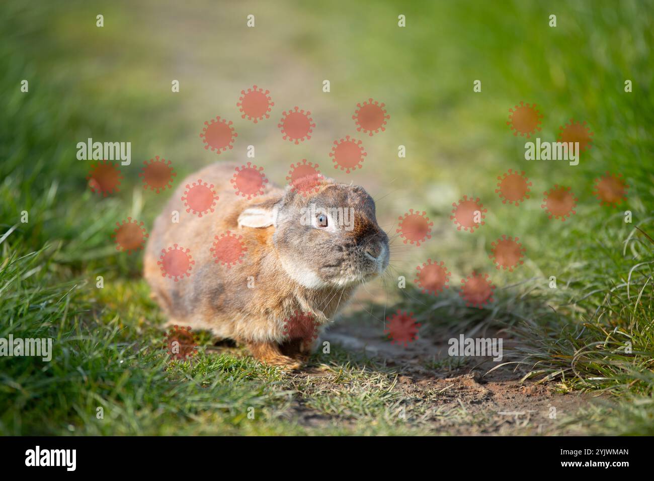 Bacteria francisella tularensis hi-res stock photography and images - Alamy