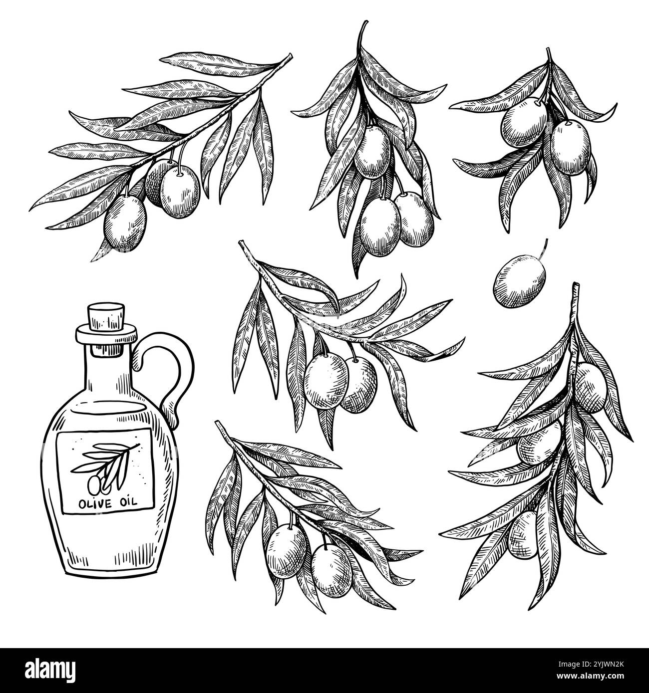 Monochrome hand-drawn illustration of olive branches in engraving style. Isolated vector ...