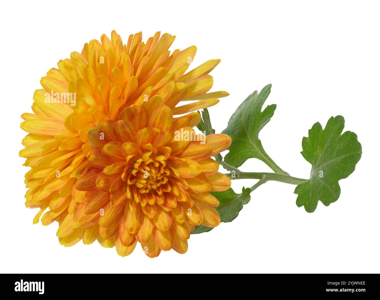 Yellow chrysanthemum bud on isolated background, green leaf Stock Photo ...