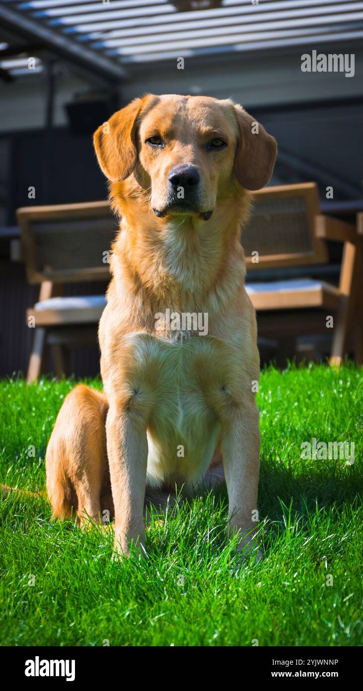 Golden labrador sitting hi-res stock photography and images - Alamy
