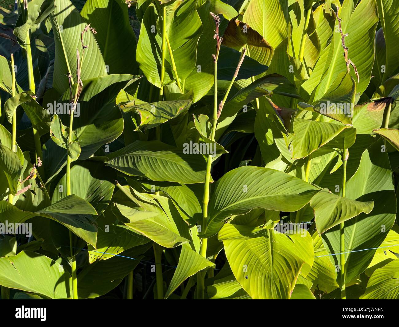 Canna lily (Canna hybrida Rodigas) plant leaves in garden Stock Photo ...