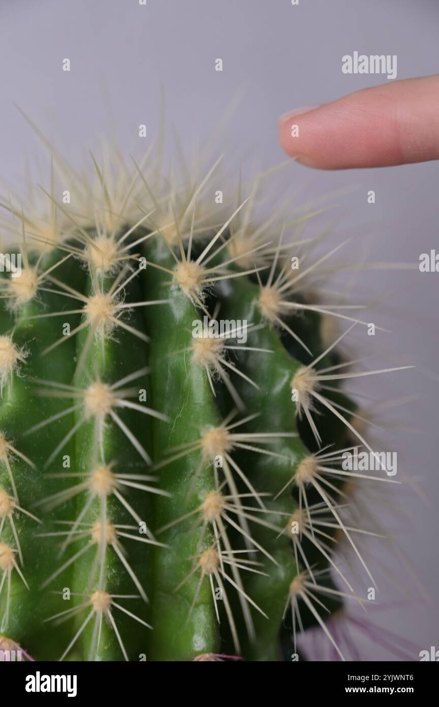 Cactus plant in a white wavy pot, a woman finger touch the thorns ...