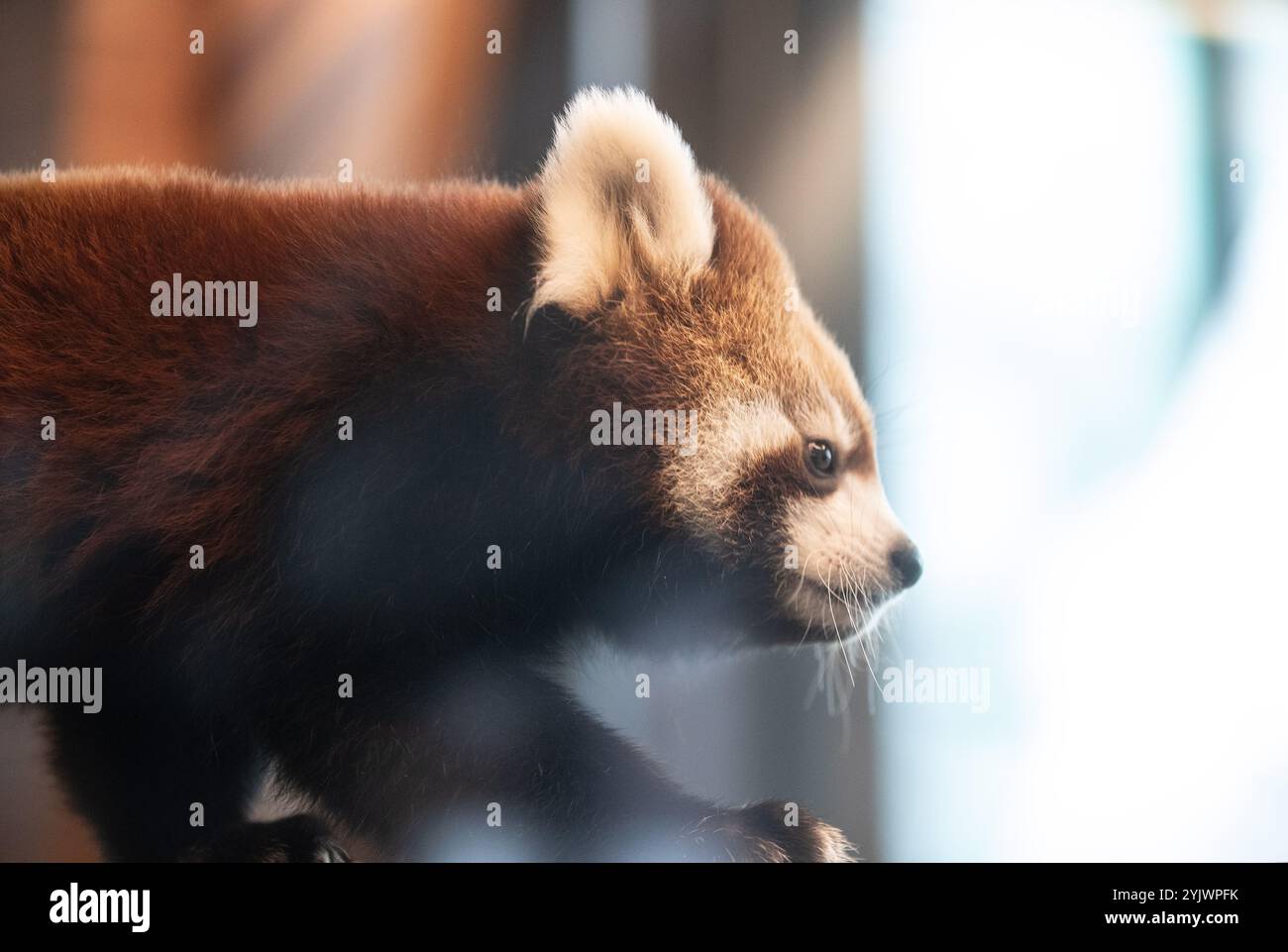 Edmonton, Canada. 15th Nov, 2024. A four-month-old red panda cub checks ...