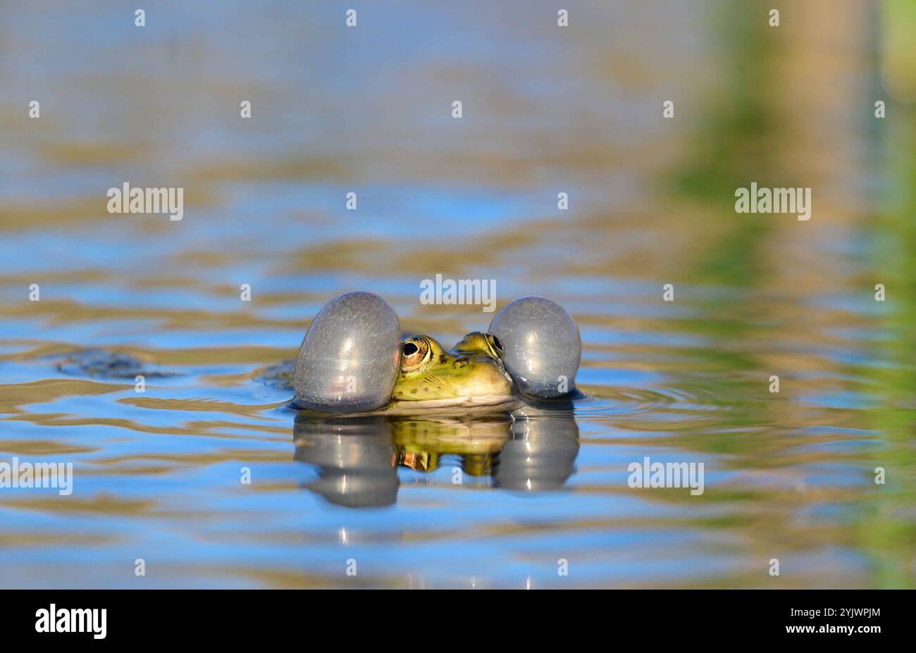 Green Marsh Frog Pelophylax ridibundus. A frog with swollen cheeks on a ...