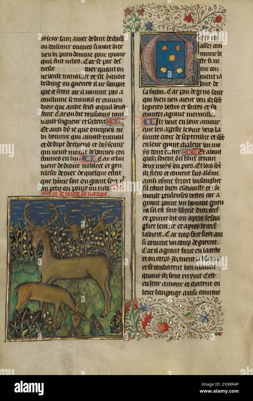 Deer; Livre de la Chasse, about 1430-1440. Medieval book on hunting ...