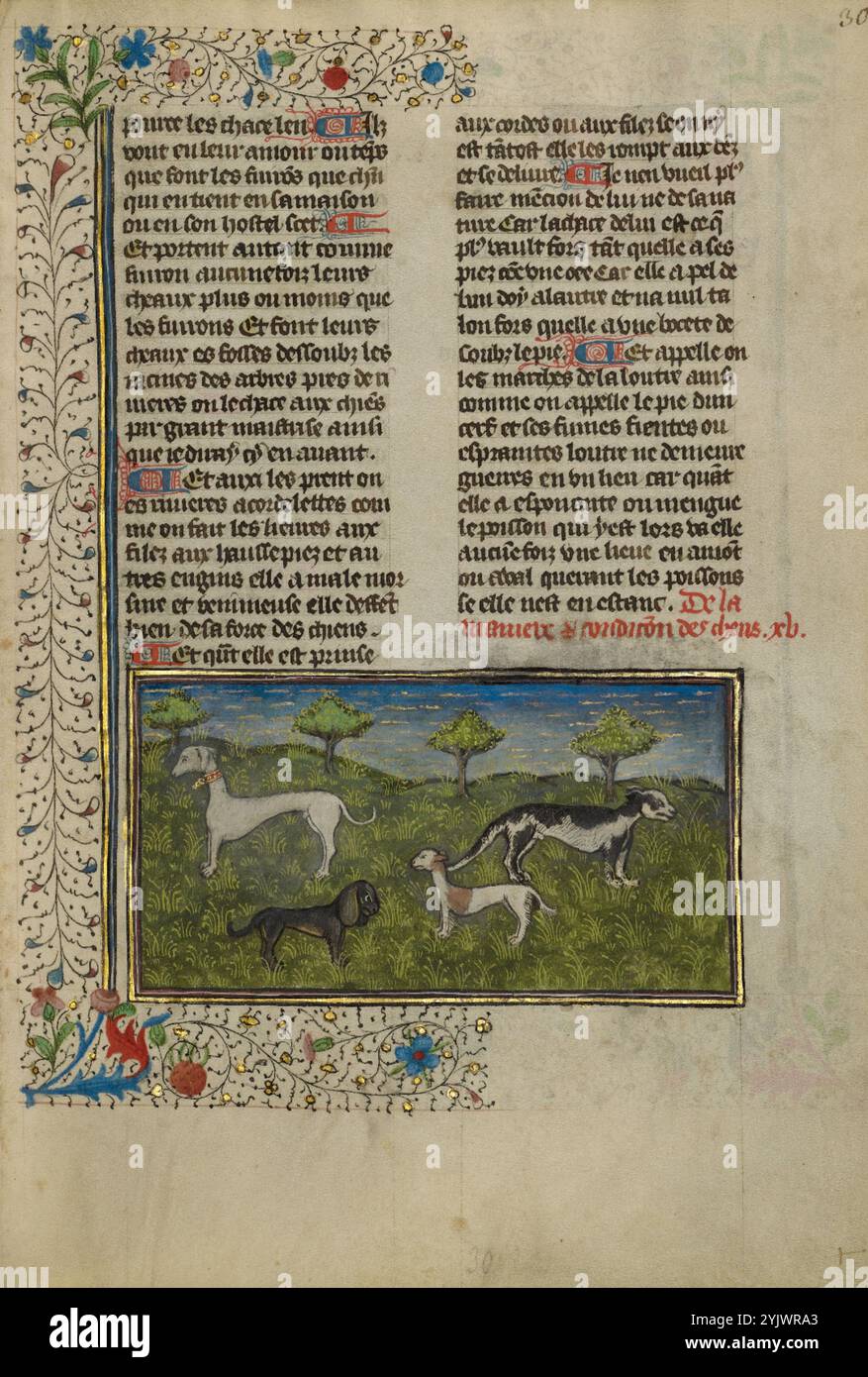 Medieval hunting dogs hi-res stock photography and images - Alamy