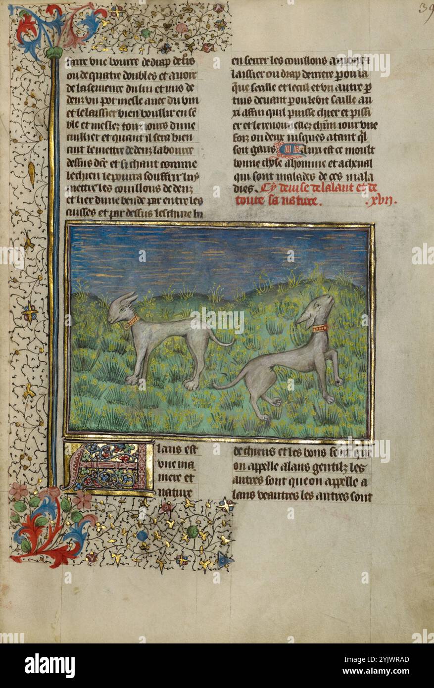 Hunting Dogs; Livre de la Chasse, about 1430-1440. Medieval book on hunting Stock Photo - Alamy