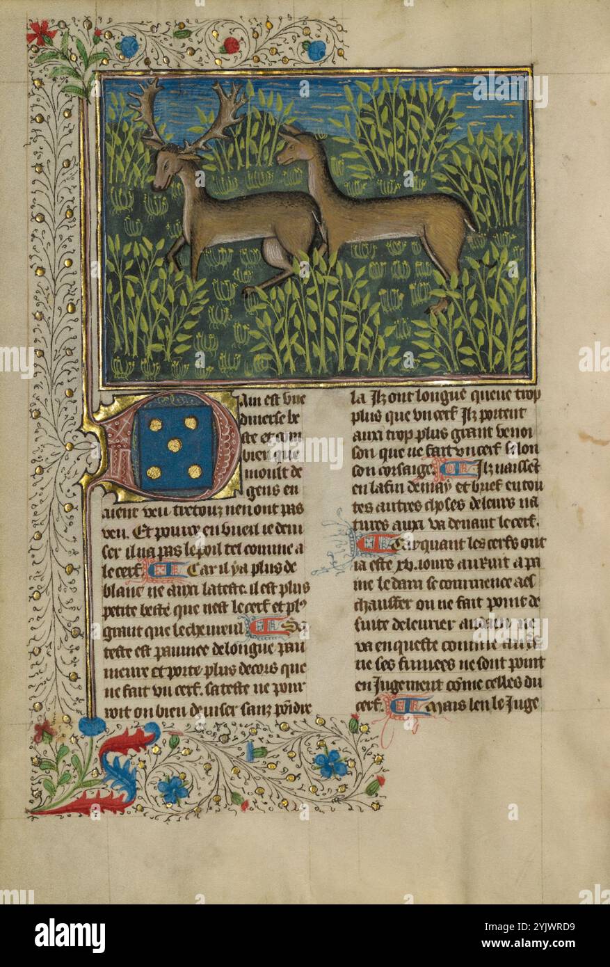 Medieval forest manuscript hi-res stock photography and images - Alamy