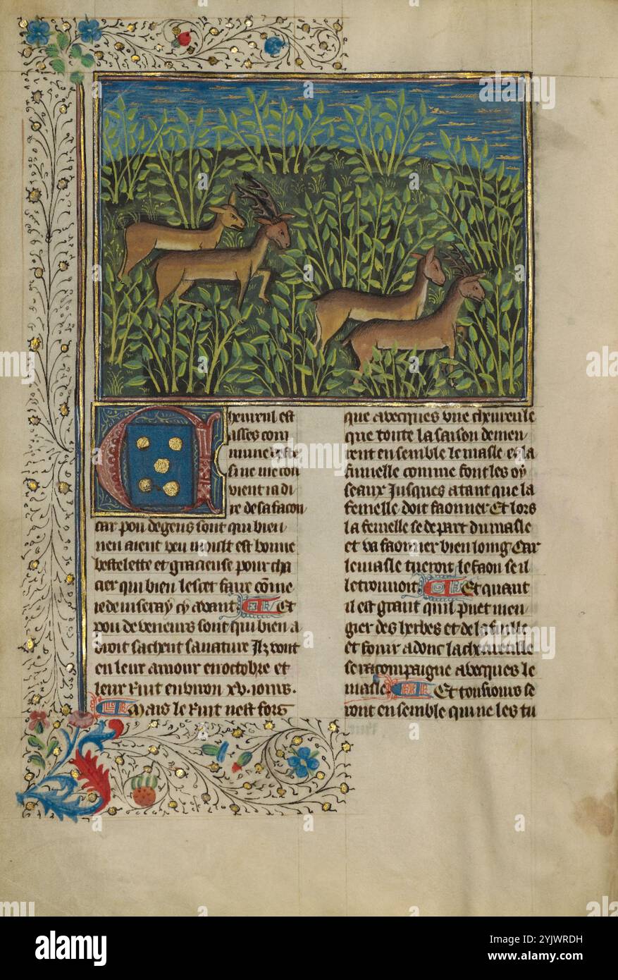 Roe Deer; Livre de la Chasse, about 1430-1440. Medieval book on hunting ...