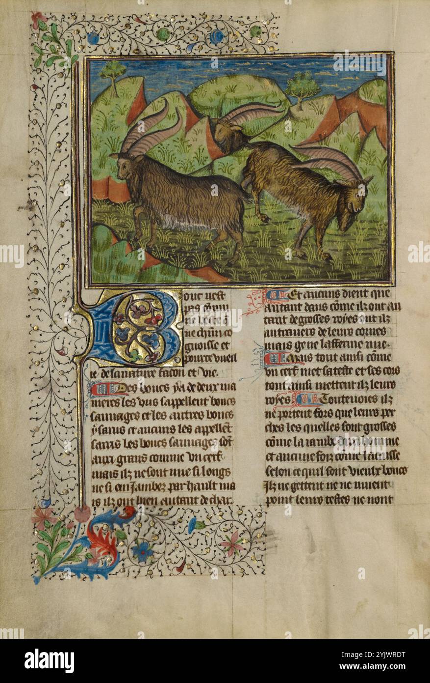 He-Goats; Livre de la Chasse, about 1430-1440. Medieval book on hunting ...