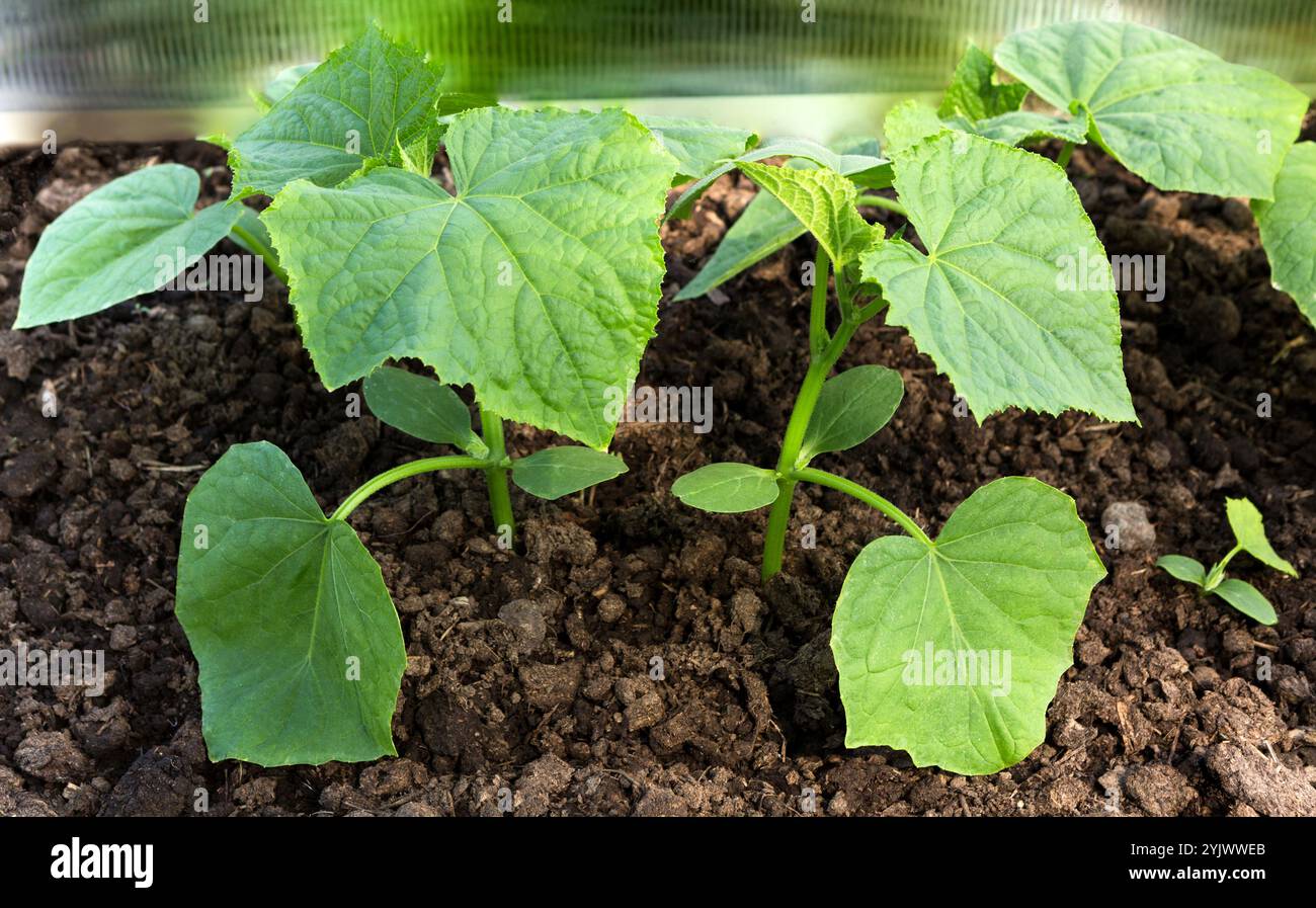 Cucumber seedling. Bushs of seedling cucumber in the ground in a ...