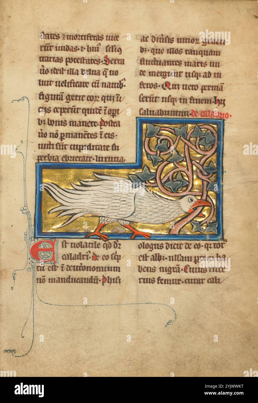 William of conches hi-res stock photography and images - Alamy