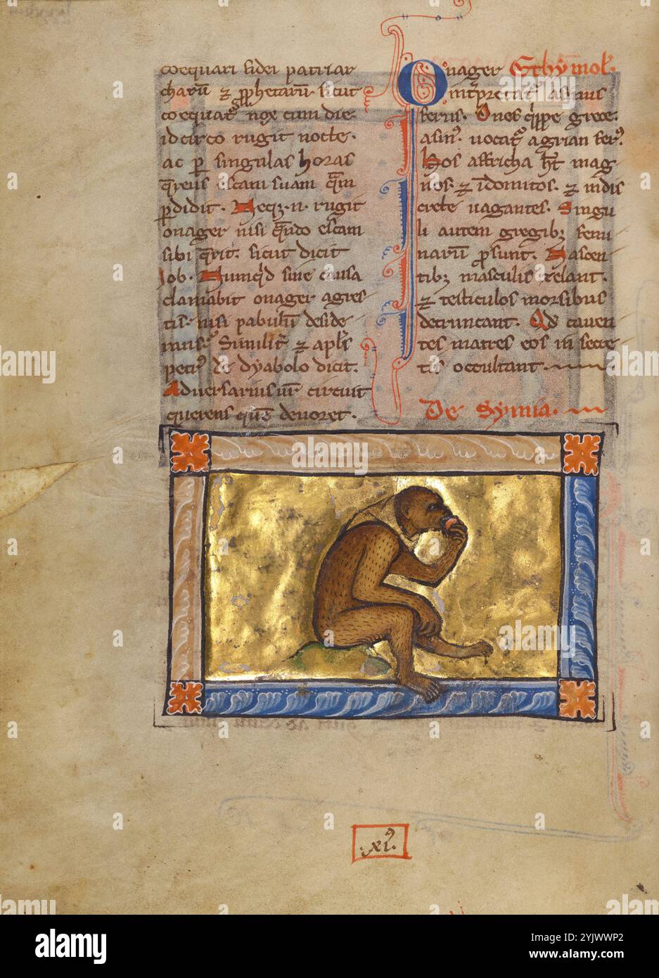 Manuscript medieval monkey hi-res stock photography and images - Alamy