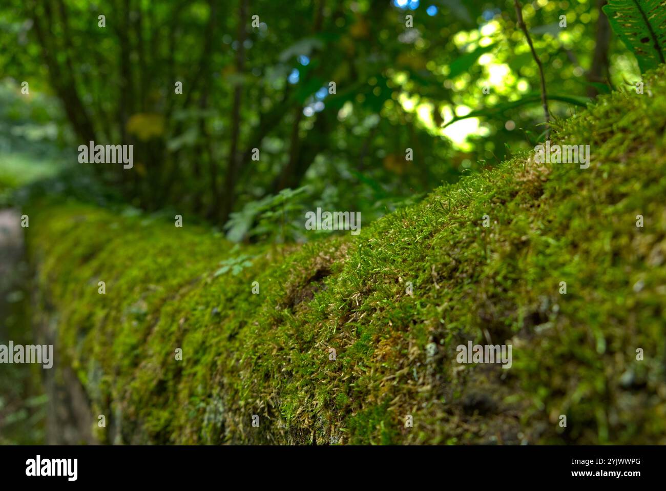Moss photographed on a stone wall in Edinburgh, Scotland Stock Photo ...