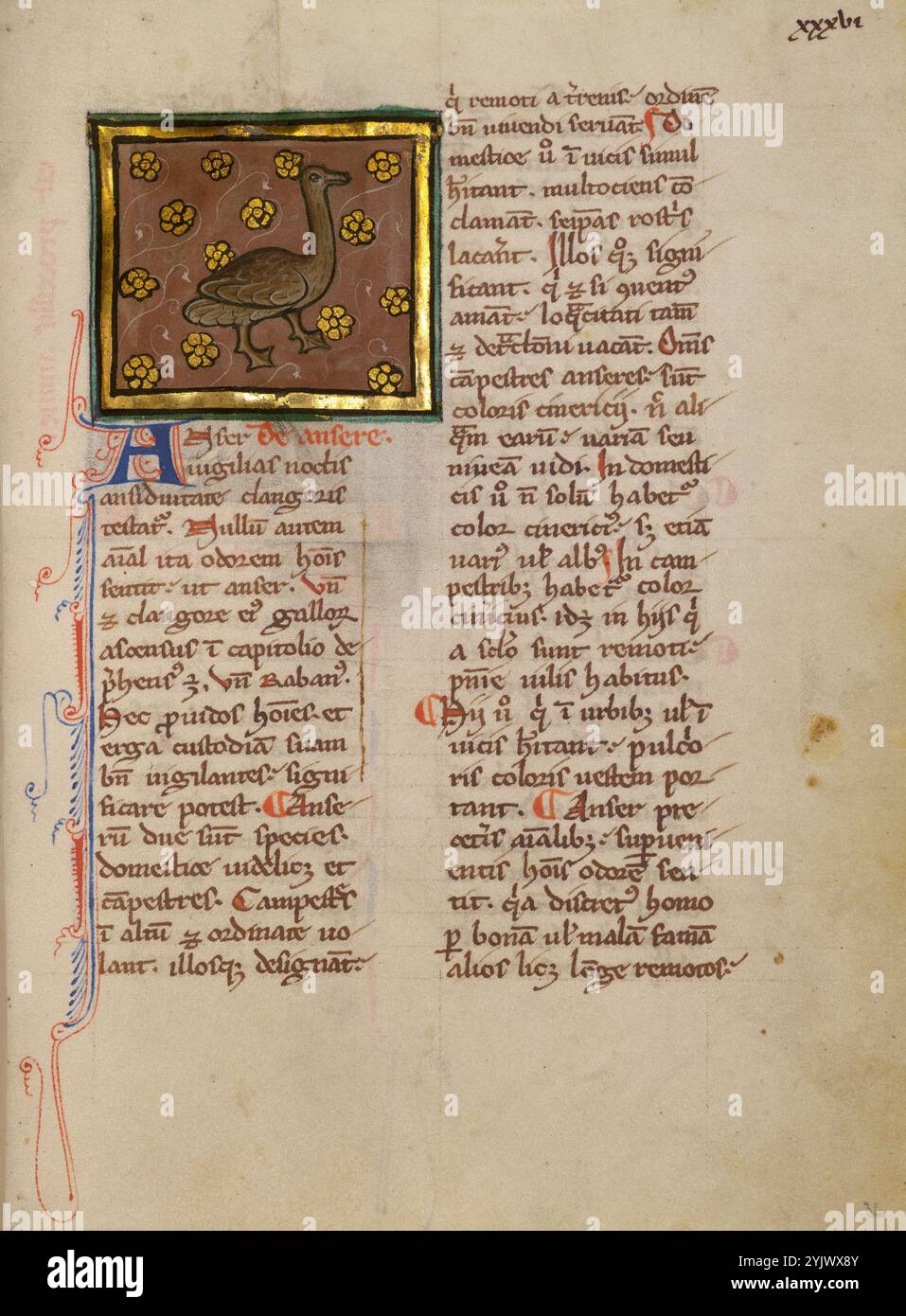 Medieval bestiary goose hi-res stock photography and images - Alamy