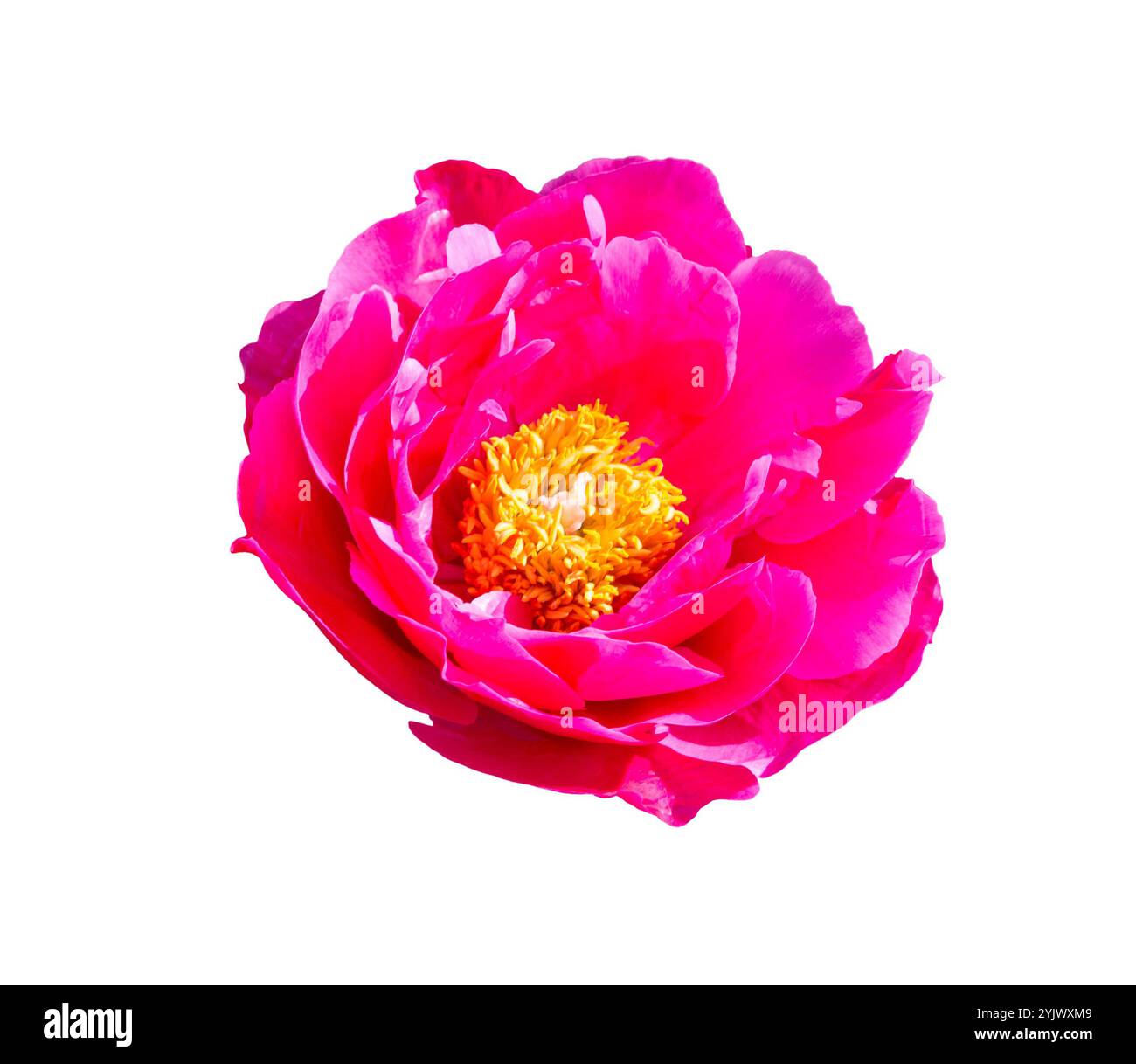 Close up peonies Cut Out Stock Images & Pictures - Alamy
