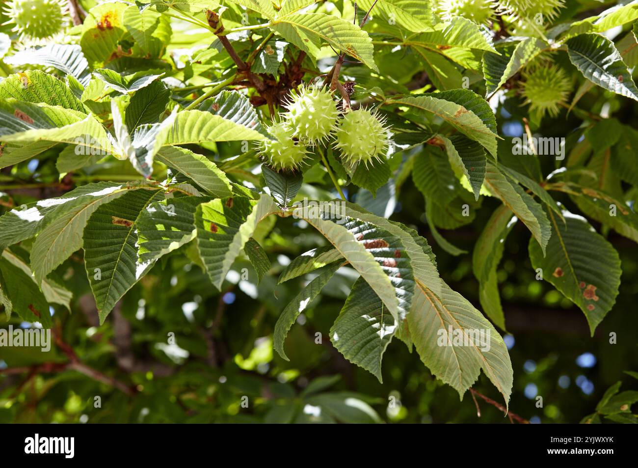 Abstract image of ripe chestnut in autumn park. Horse-chestnuts on ...