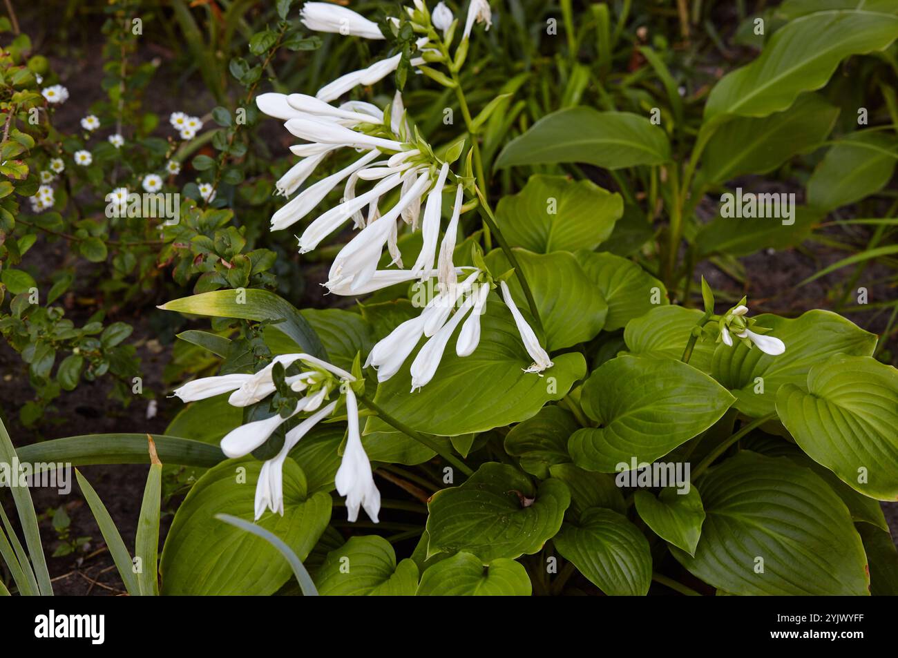 The flowering hosta bushes. Hosta - an ornamental plant for landscaping ...