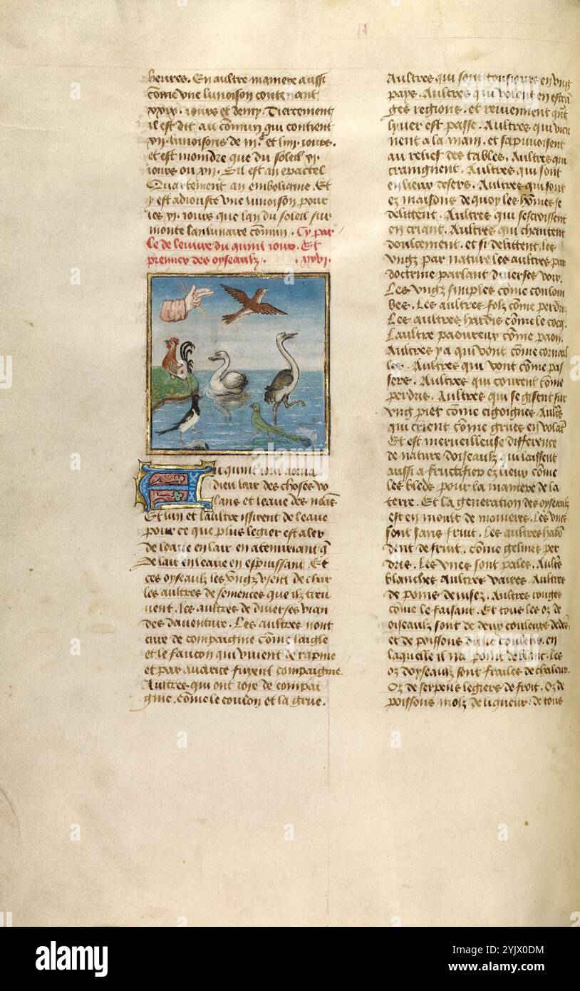 The Creation of Birds; Miroir Historial, about 1475 Stock Photo - Alamy