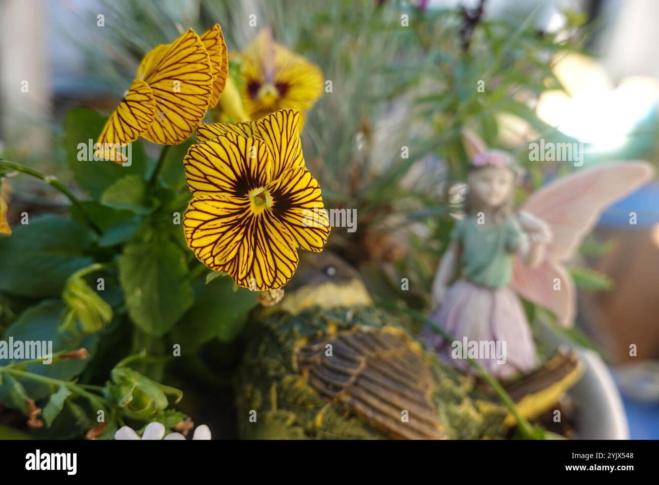 Viola tiger eyes hi-res stock photography and images - Alamy