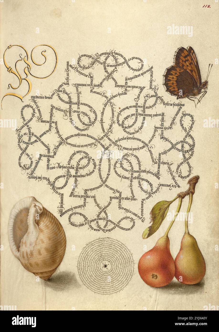Butterfly, Marine Mollusk, and Pear; Mira calligraphiae monumenta, 1561 ...