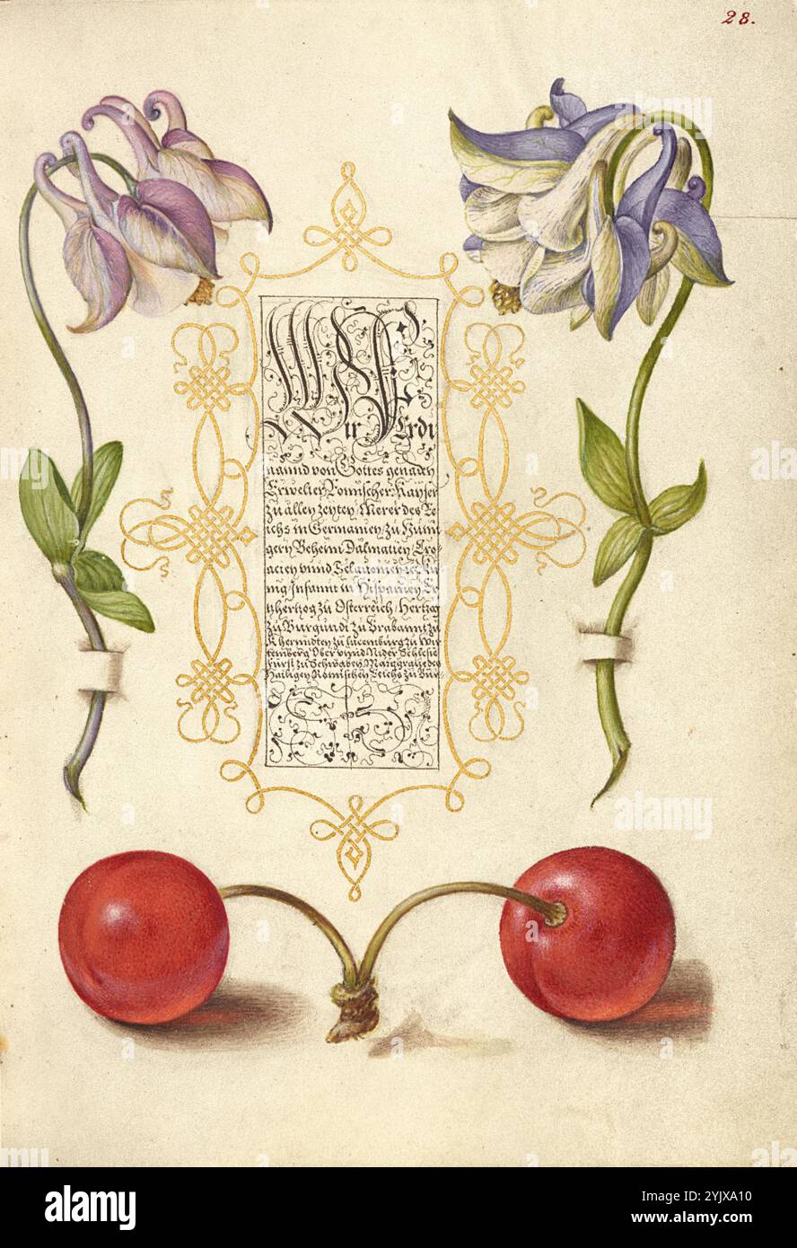 European Columbines and Sweet Cherry; Mira calligraphiae monumenta ...