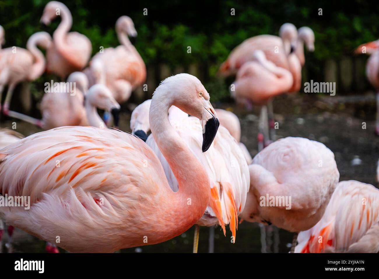 Pink chilean flamingos hi-res stock photography and images - Alamy